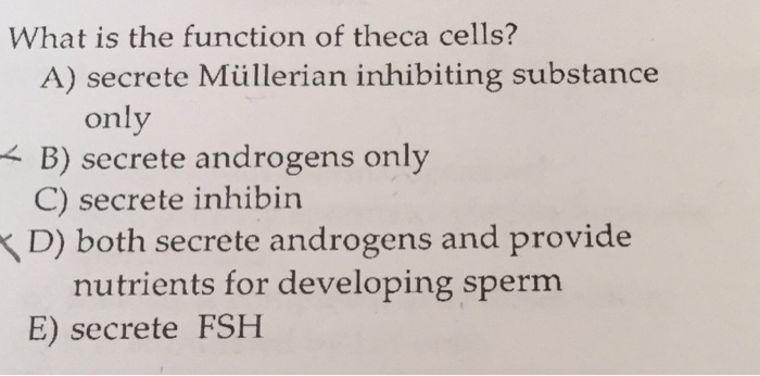 Solved What is the function of theca cells? A) secrete | Chegg.com