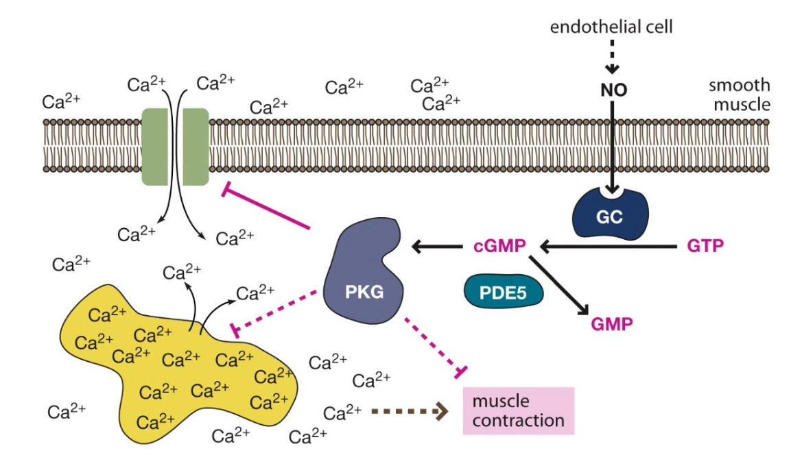 Solved D). Please explain how the activation of PKG (protein | Chegg.com