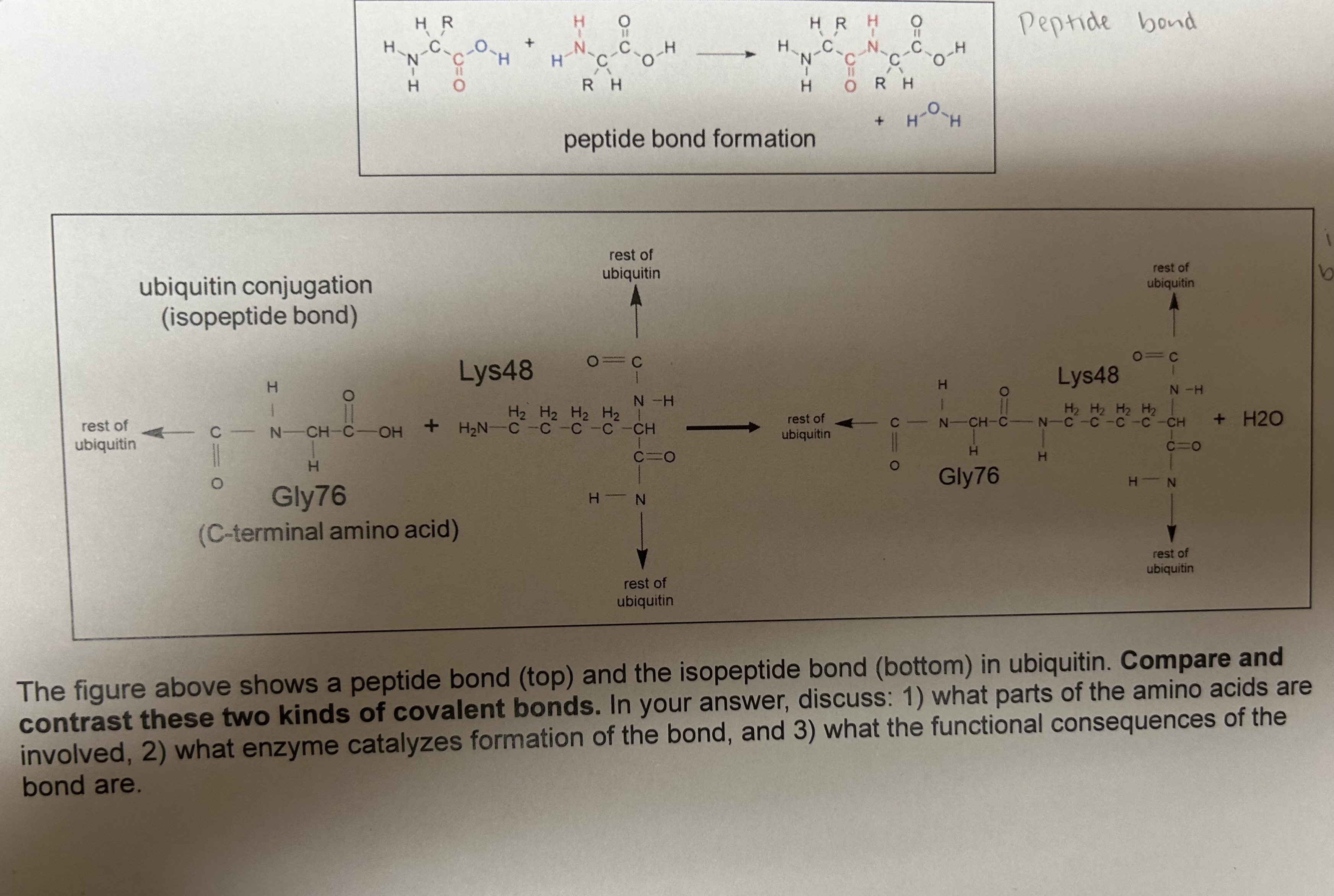 Solved Peptide bond The figure above shows a peptide bond | Chegg.com