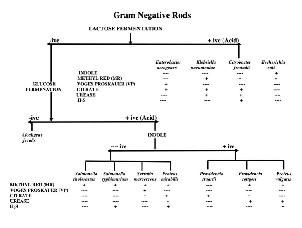 Gram Stain Chart