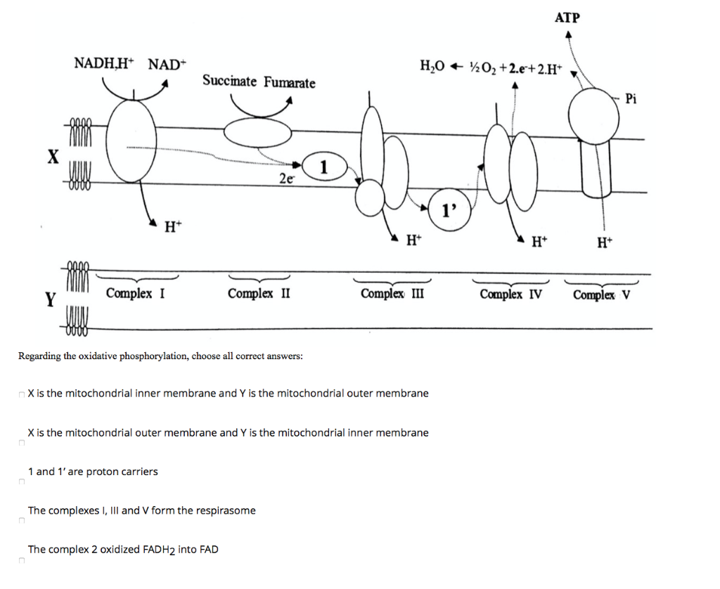 Solved ATP NADH.H+ NAD+ H20 + 4202 +2.e-+2.H™ Succinate | Chegg.com