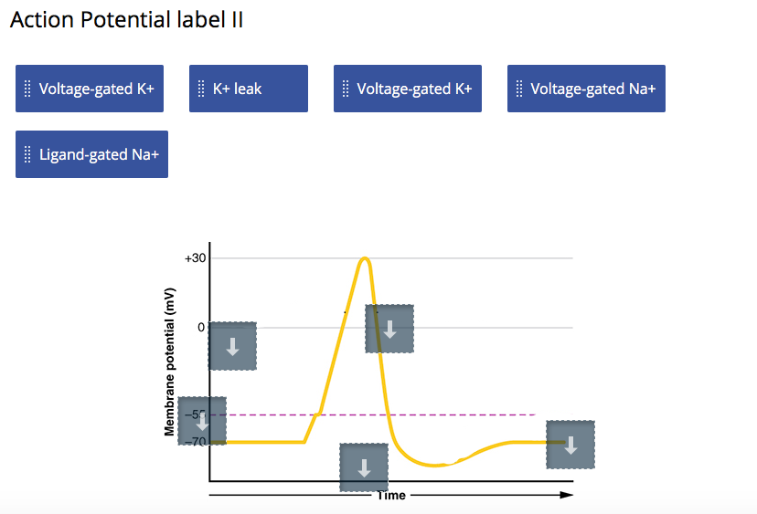 Solved Label the following Action Potential by indicating | Chegg.com