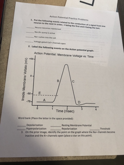 Solved Action Potential Practice Problems 1. Put the | Chegg.com