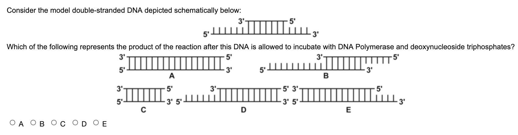 Solved Consider the model double-stranded DNA depicted | Chegg.com
