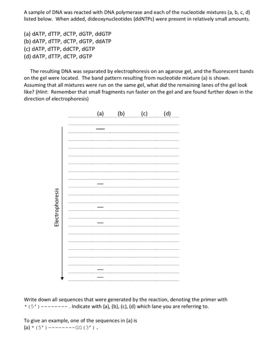 Solved The following DNA fragment was sequenced by the | Chegg.com
