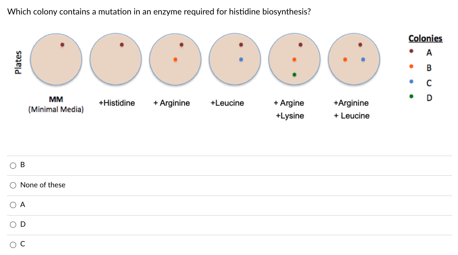 Solved Which colony contains a mutation in an enzyme | Chegg.com