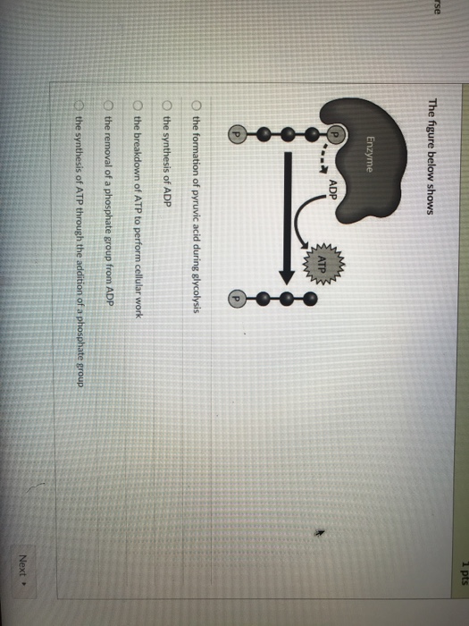 Solved 1 pts ADP ATP O the synthesis of ADIP Next | Chegg.com