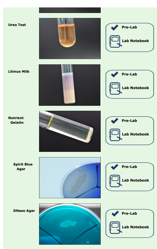 Solved Starch Agar + Iodine Blood Agar Catalase Test + | Chegg.com