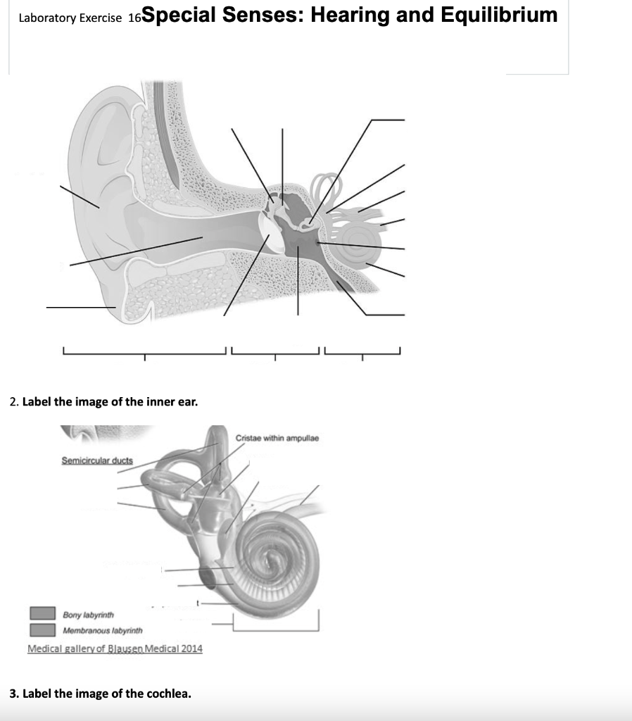 Solved Laboratory Exercise 16Special Senses: Hearing and | Chegg.com