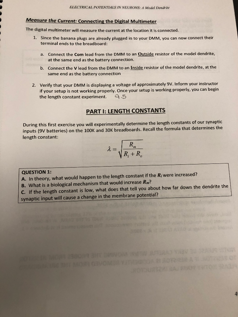 Solved ELECTRICAL POTENTIALS IN NEURONS: A Model Dendrite | Chegg.com