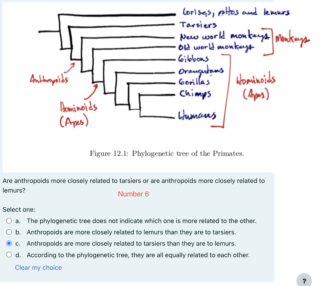Solved What do we mean when we say that Australopiths are a | Chegg.com