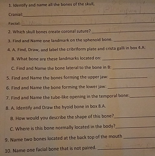 Solved 1. Identify and name all the bones of the skull, | Chegg.com