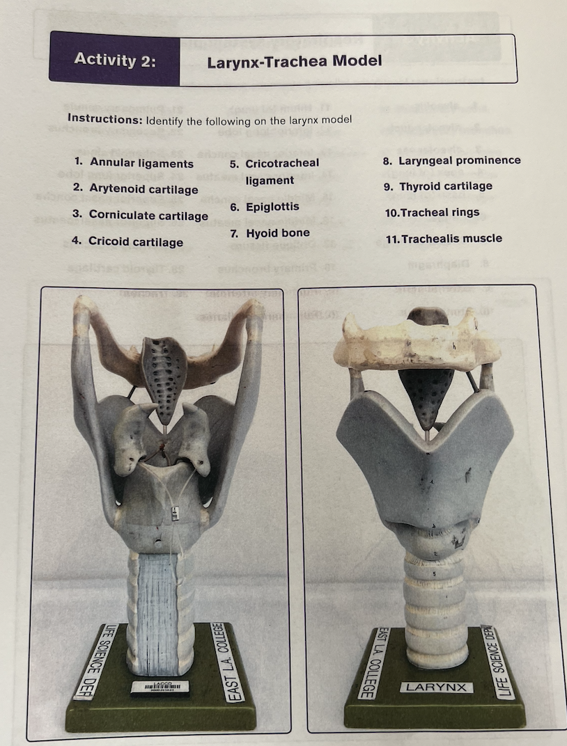Solved Activity 2: Larynx-Trachea Model Instructions: | Chegg.com