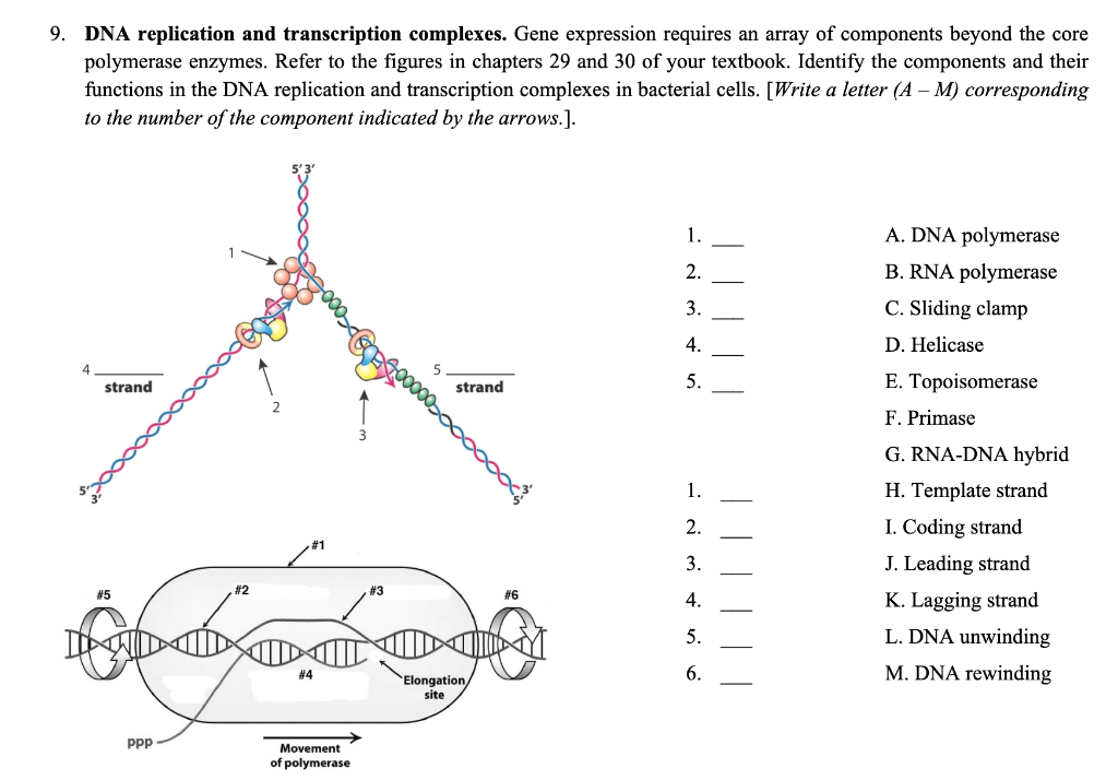 Solved 9. DNA replication and transcription complexes. Gene | Chegg.com