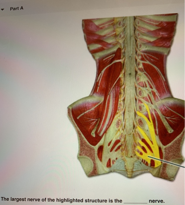 Solved The highlighted structure is part of a larger group | Chegg.com