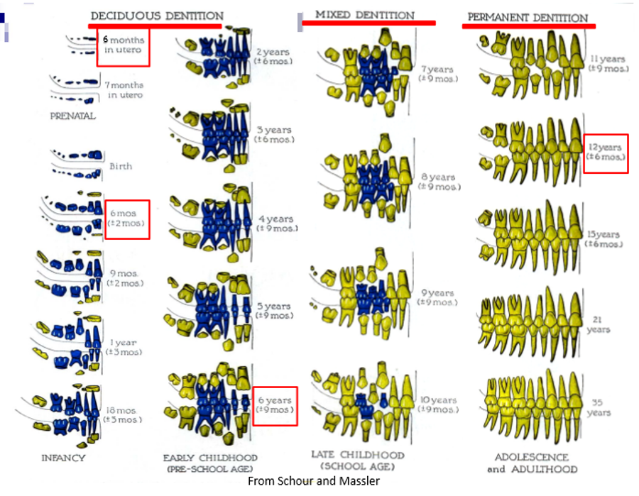 Solved The above image shows the timing of dental | Chegg.com