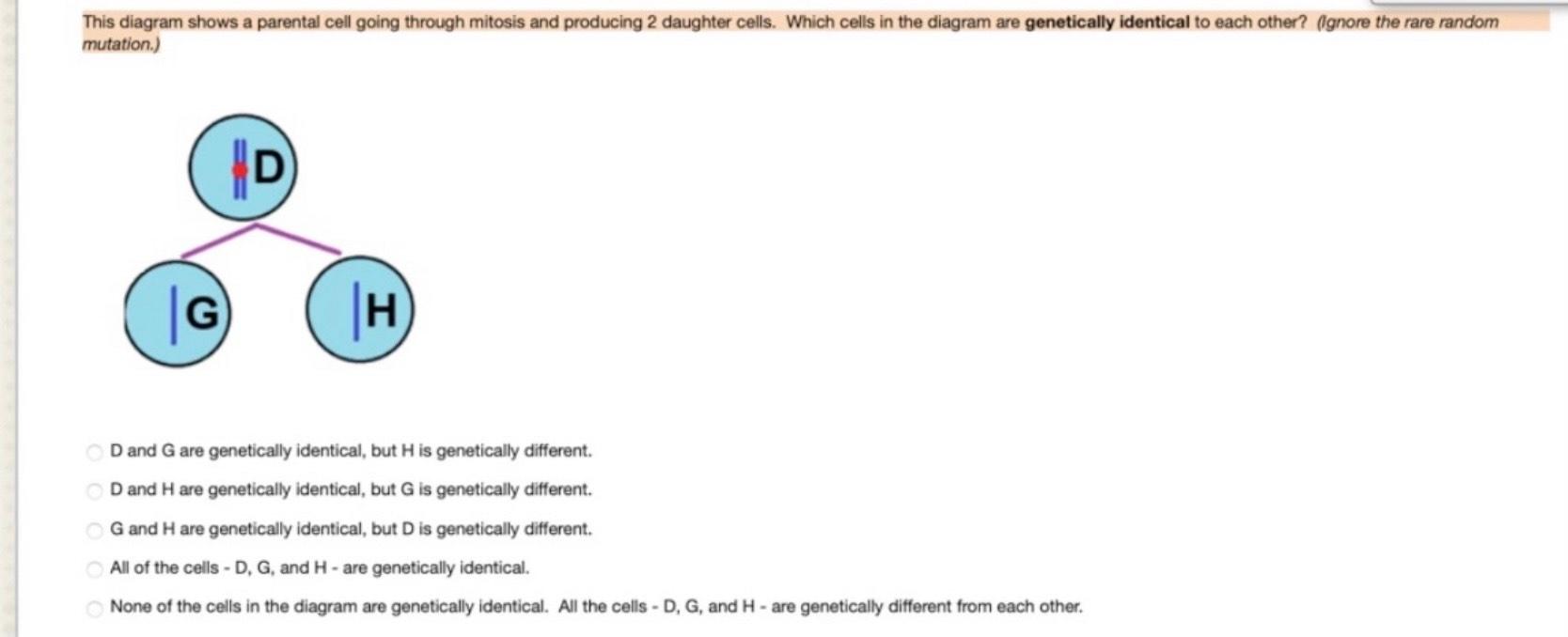 Solved This diagram shows a parental cell going through | Chegg.com
