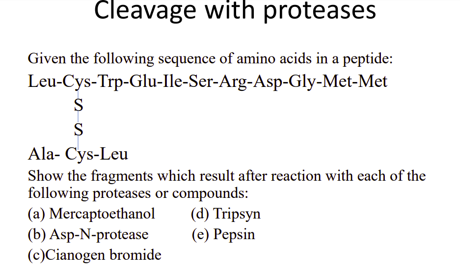 Solved Cleavage with proteases Given the following sequence | Chegg.com
