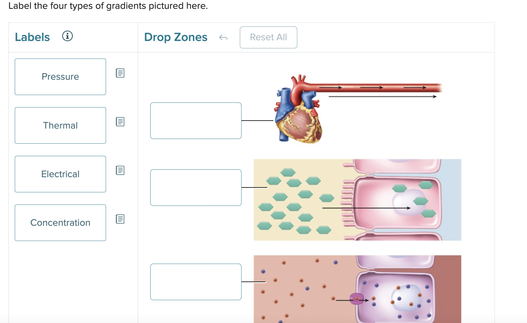 Solved Label the four types of gradients pictured here.重重 | Chegg.com