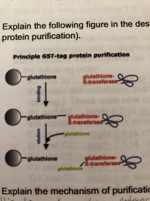 Solved Explain what is going on in this picture. (The | Chegg.com