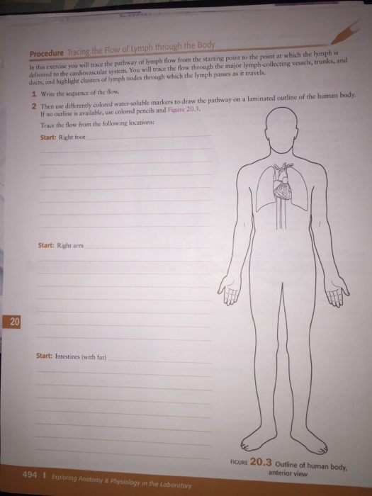 Solved In this exercise you will tract the pathway of lymph | Chegg.com