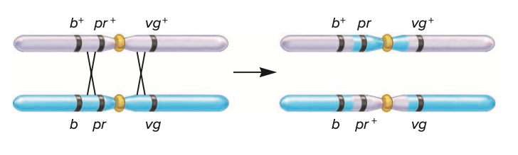 Solved consider the genetic map above showing a double | Chegg.com