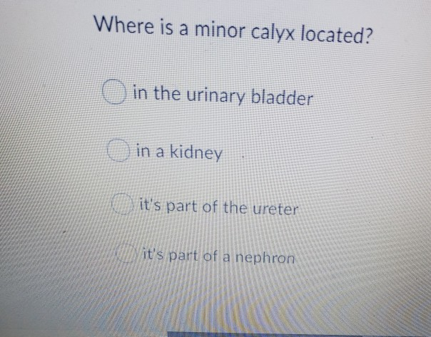 Solved Where is a minor calyx located? in the urinary | Chegg.com
