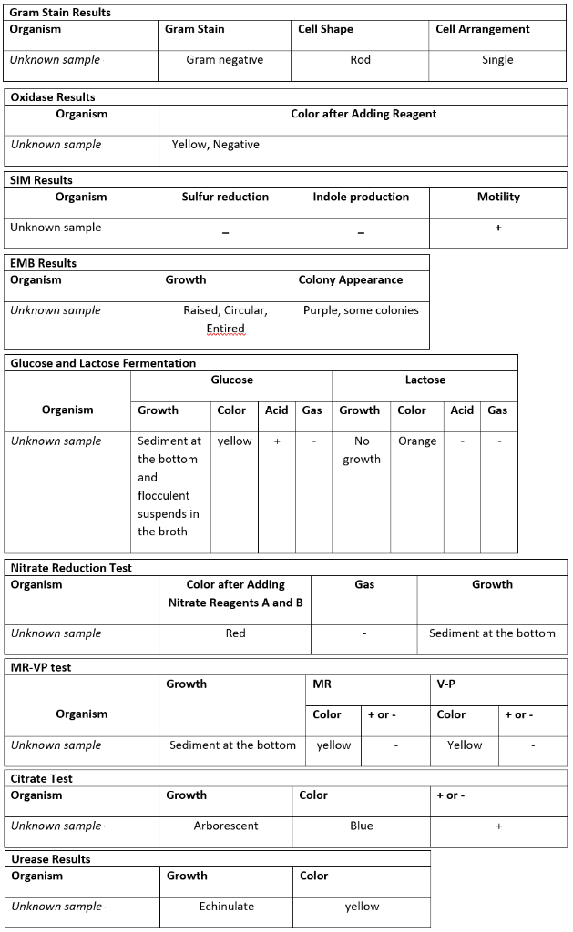 Enterobacter Aerogenes Morphology