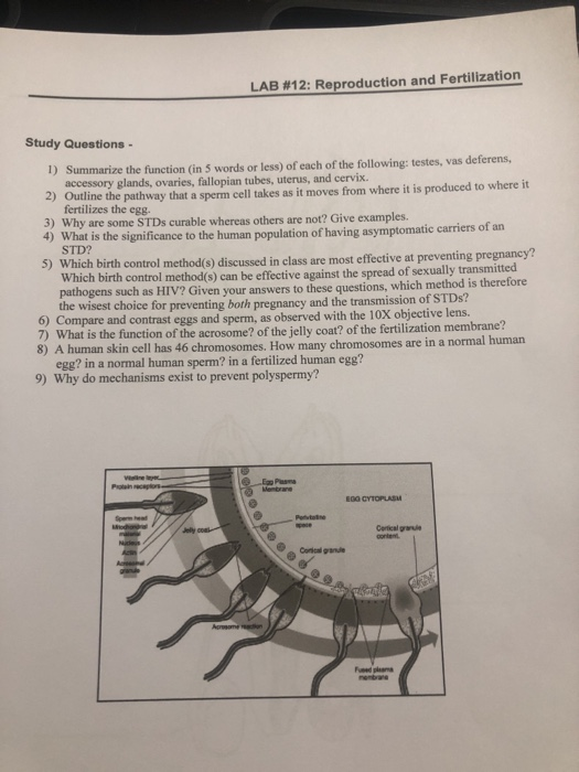 Solved LAB #12: Reproduction and Fertilization Study | Chegg.com