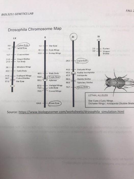 FALL BIOL3251 GENETICS LAB Drosophila Chromosome Map | Chegg.com