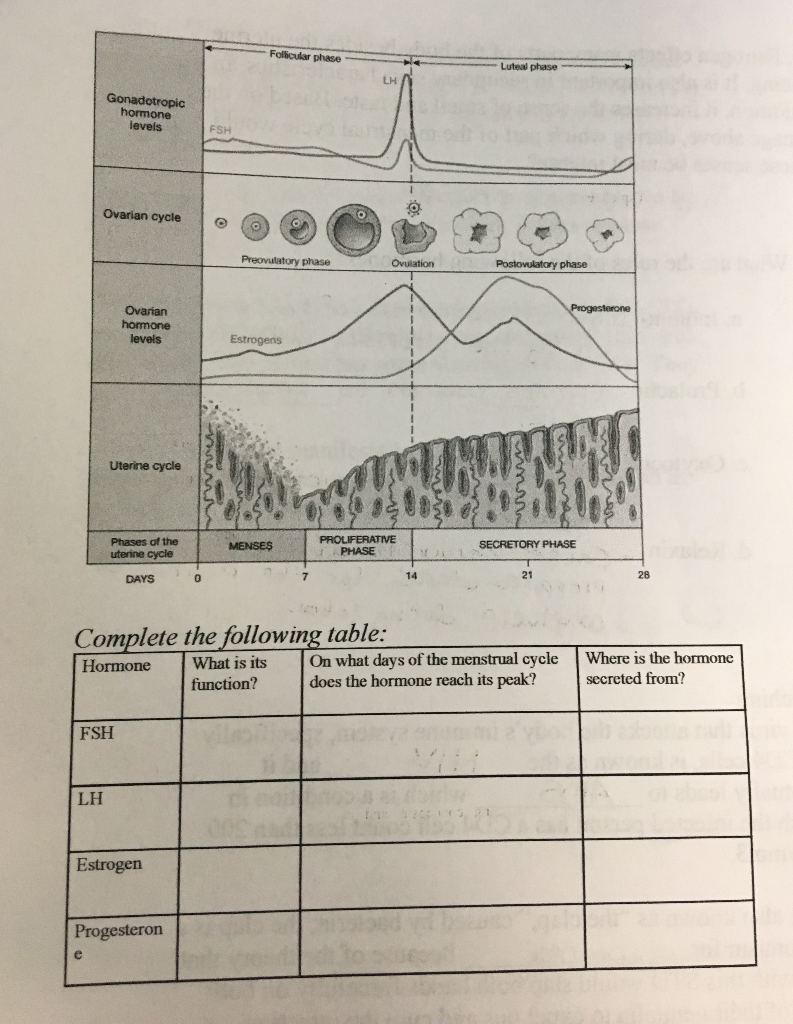 Solved Folicular phase Luteal phase LH levels FSH Ovarian | Chegg.com