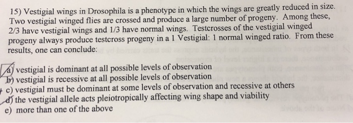 Solved 15) Vestigial wings in Drosophila is a phenotype in | Chegg.com
