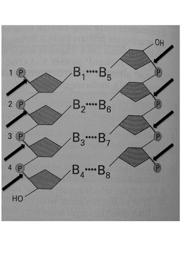 Solved Phosphodiesterase is an enzyme that cleaves the | Chegg.com