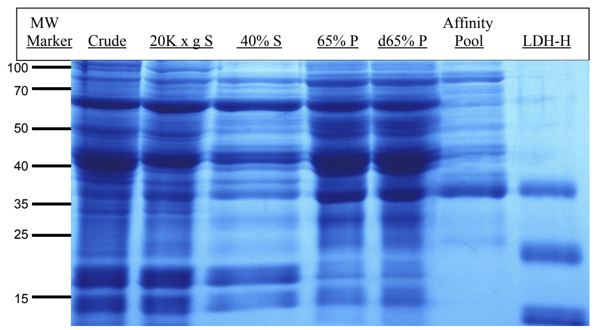 Solved if the LDH tetramer has a native molecular weight of | Chegg.com