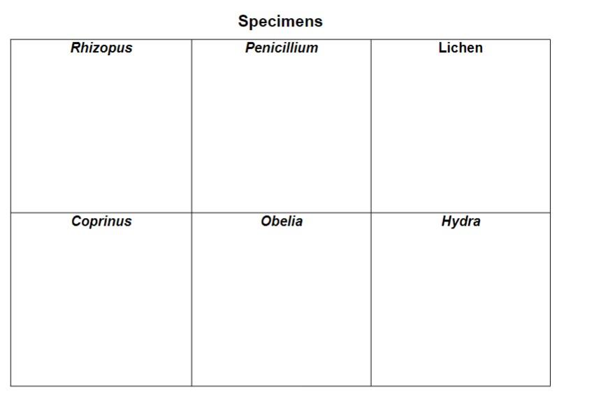 Solved Specimens \begin{tabular}{|l|l|l|} \hline Rhizopus | Chegg.com