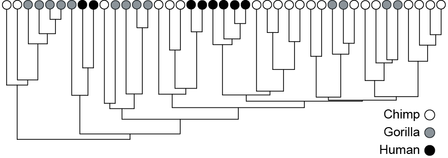 Solved The figure below shows a phylogeny of virus strains | Chegg.com