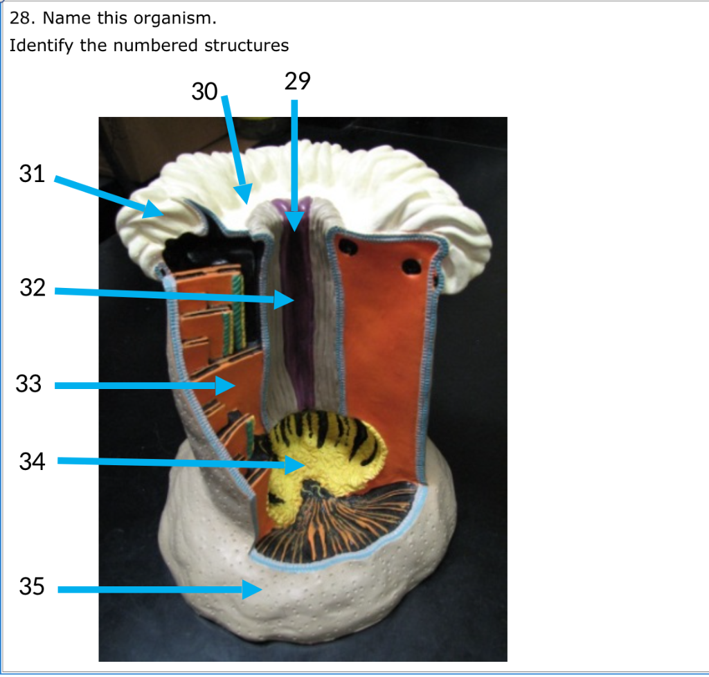 Solved 28. Name this organism. Identify the numbered | Chegg.com
