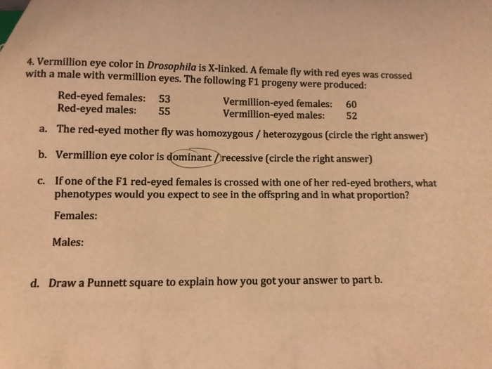 Solved 4. Vermillion eye color in Drosophila is X-linked. A | Chegg.com