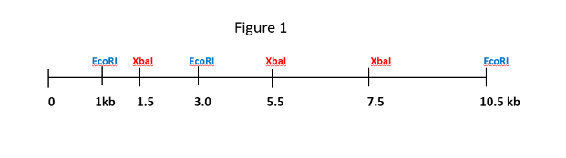 Solved Restriction map: DNA (10.5 kb) was digested by | Chegg.com
