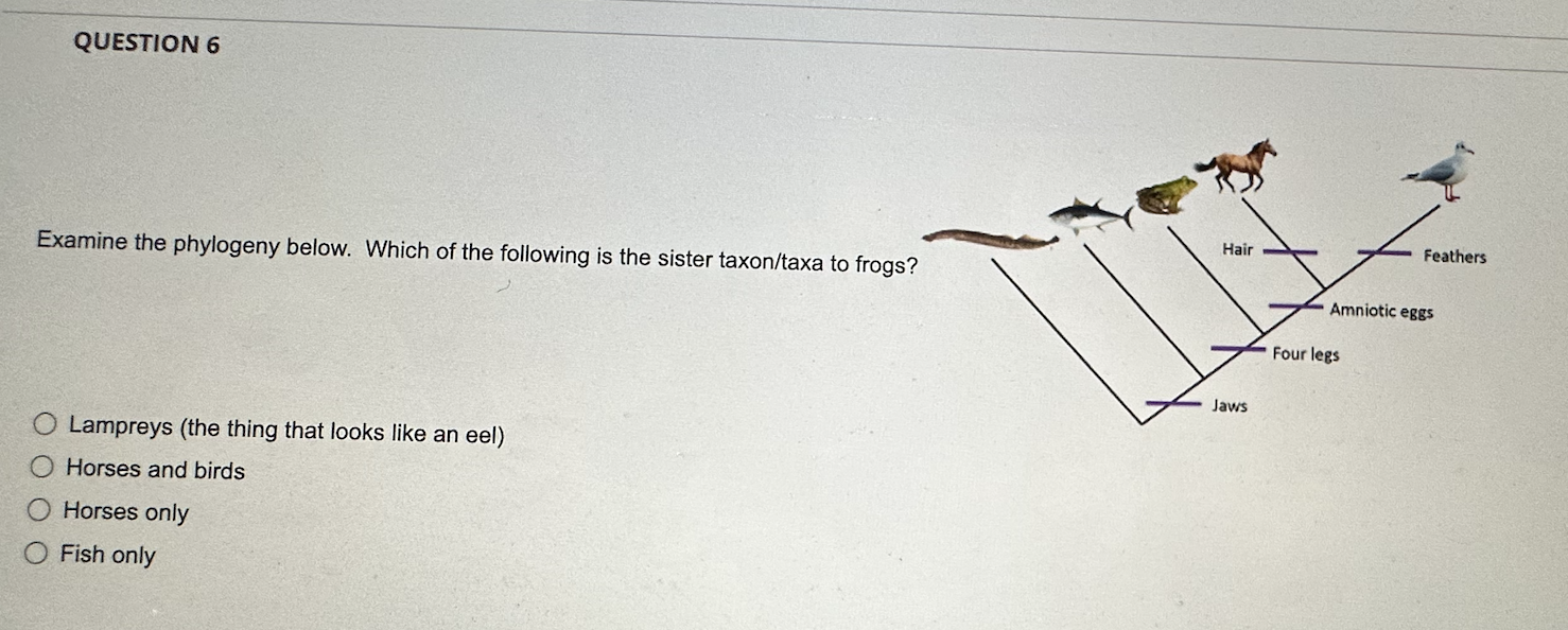 Solved Examine the phylogeny below. The circled group | Chegg.com