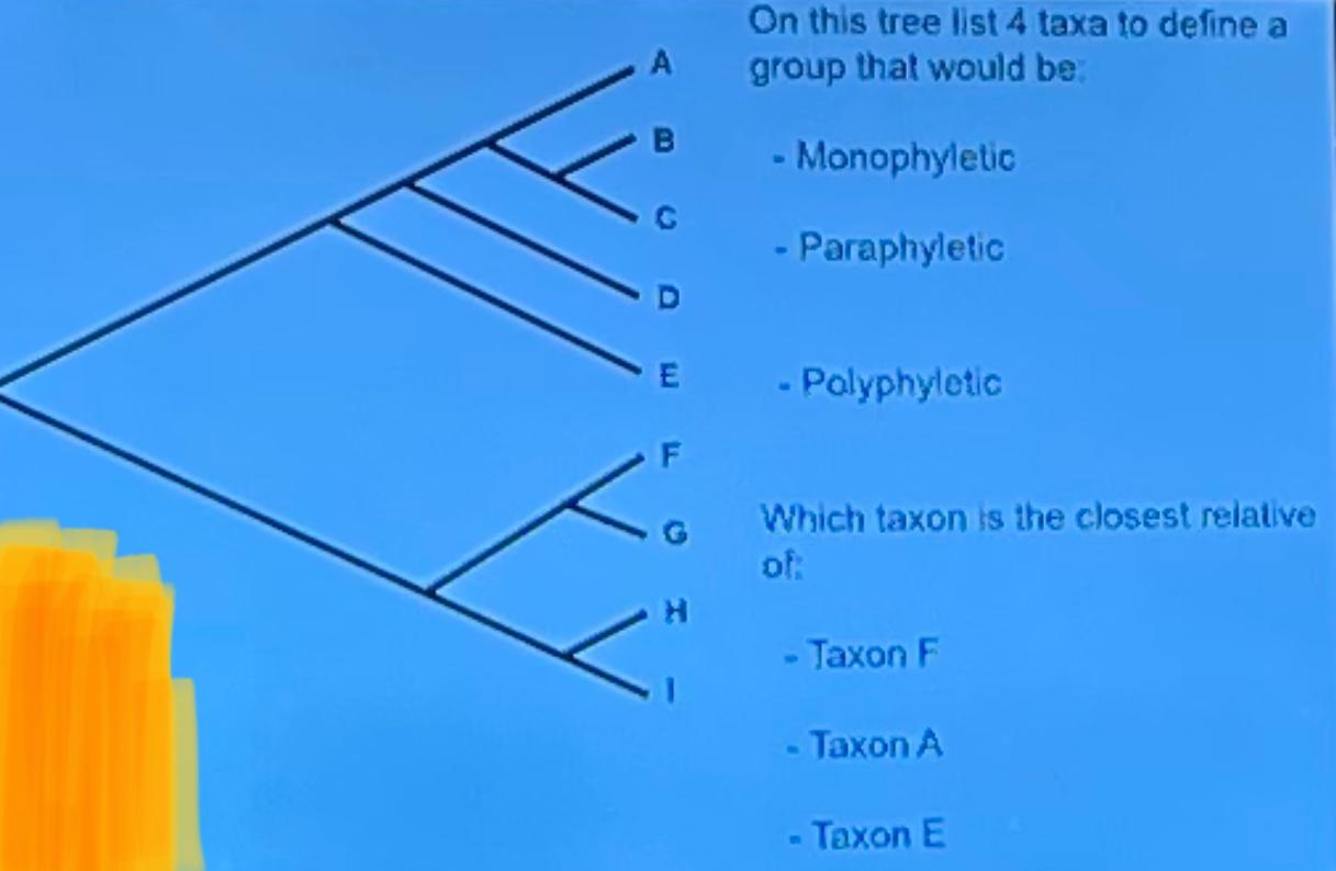 Solved А On this tree list 4 taxa to define a group that | Chegg.com