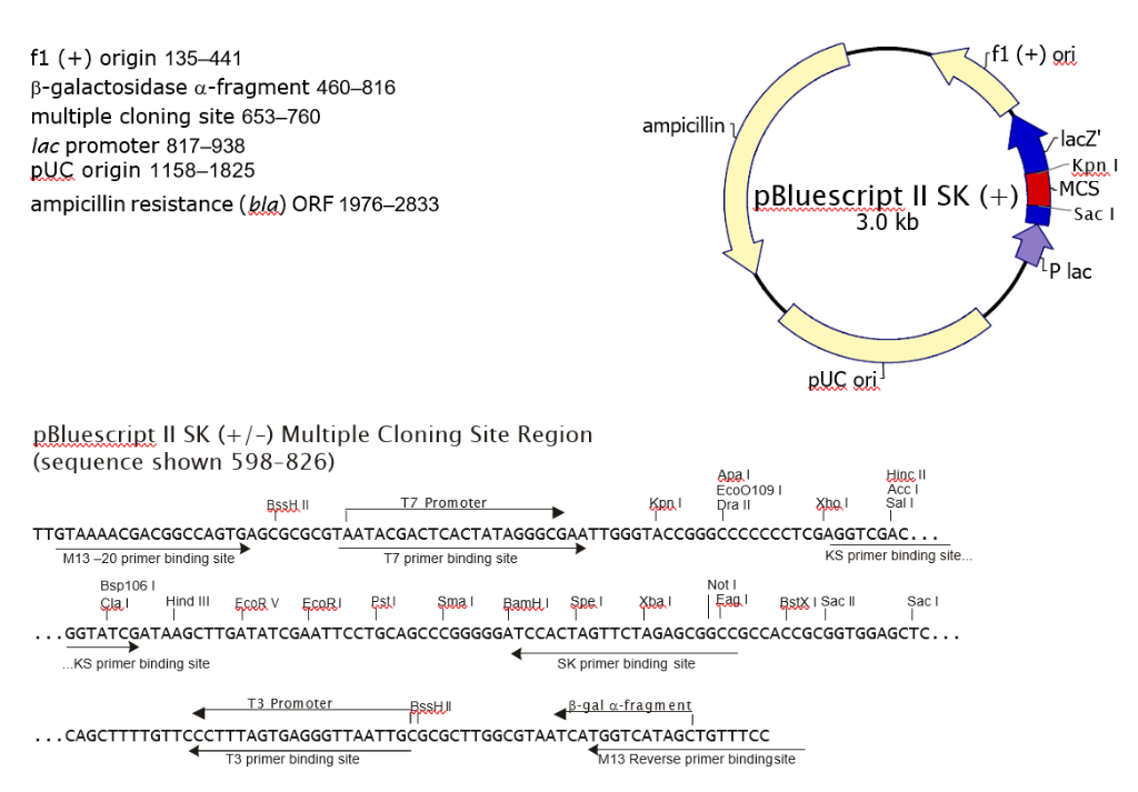 Solved Describe how you would sub-clone the KpnI/SpeI | Chegg.com