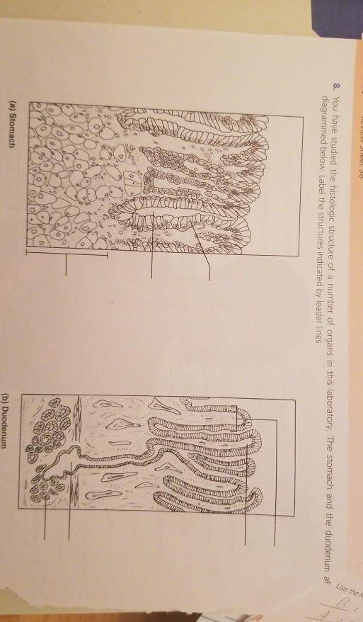 Solved You have studied the histologic structure of a number | Chegg.com