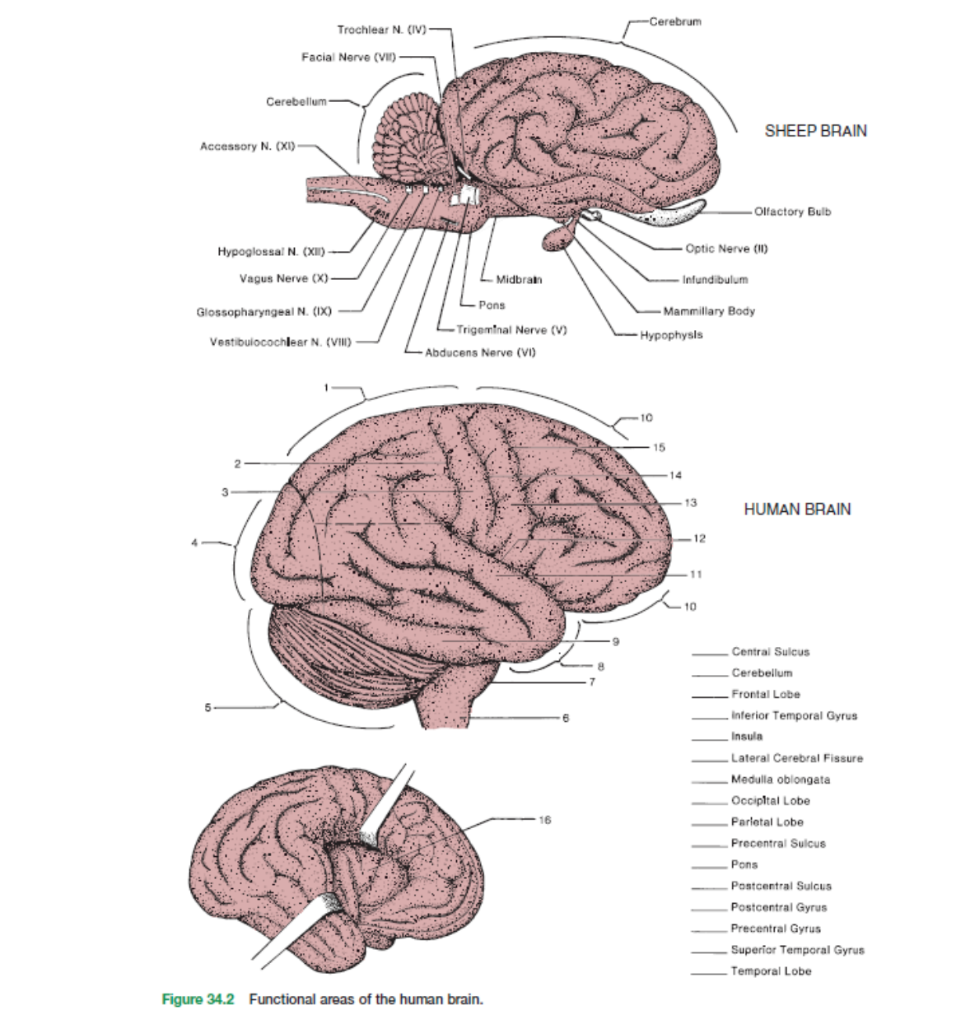 Solved 5 9 6 7 10 Arachnoid Mater Pia Mater 8 Cerebrum Skull | Chegg.com