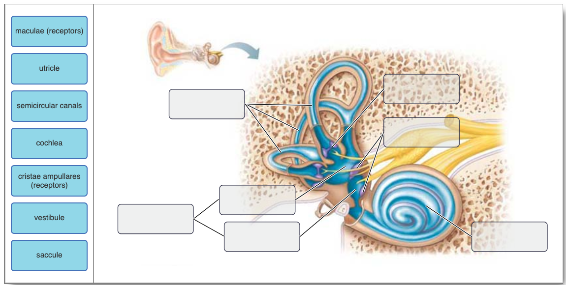 Solved Label the structures located within the labyrinth of | Chegg.com