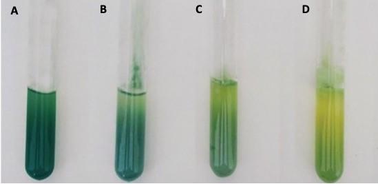 Solved Figure 4. Snyder Test Agar Deep results. A: | Chegg.com