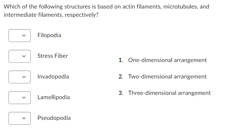 Solved Which of the following structures is based on actin | Chegg.com