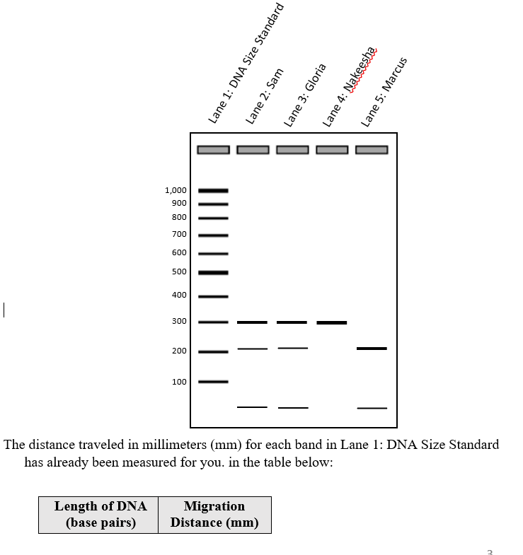 Solved DNA length versus migration distance. 80 70 60 50 | Chegg.com