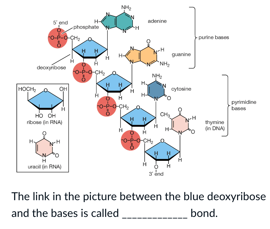 Solved The link in the picture between the blue deoxyribose | Chegg.com