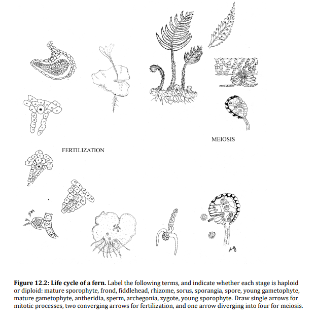 Solved Lee MEIOSIS FERTILIZATION BRD Figure 12.2: Life cycle | Chegg.com